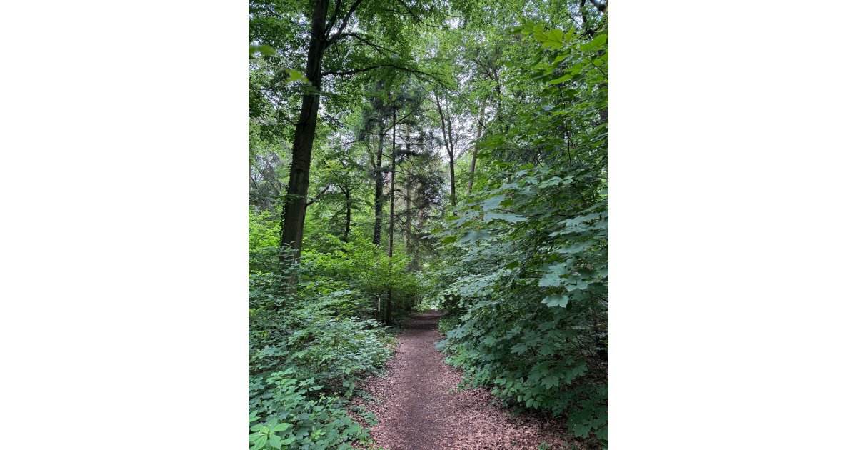 Waldrundgang im Gemeindewald Groß-Zimmern | Gemeinde Gross-Zimmern